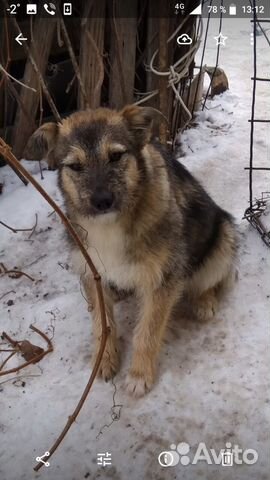 Чапа ищет дом