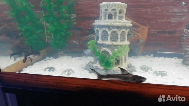 Рыбка Пангасиус или акулий сом