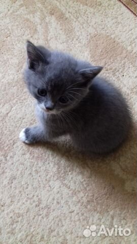 Котята наполовину британцы