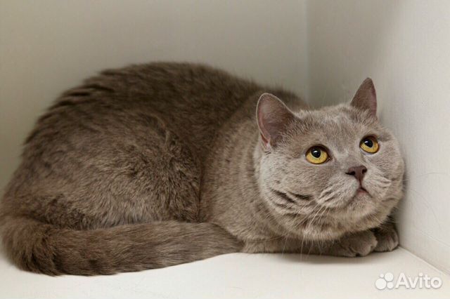 Лола-настоящее сокровище ищет дом