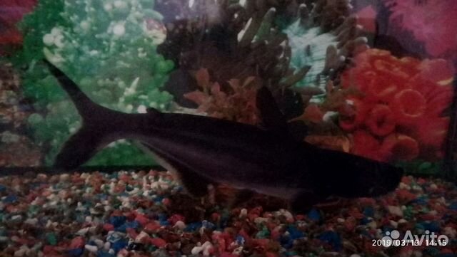 Рыба акулий сом (пангасиус)