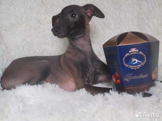 Щенок левретки, мальчик