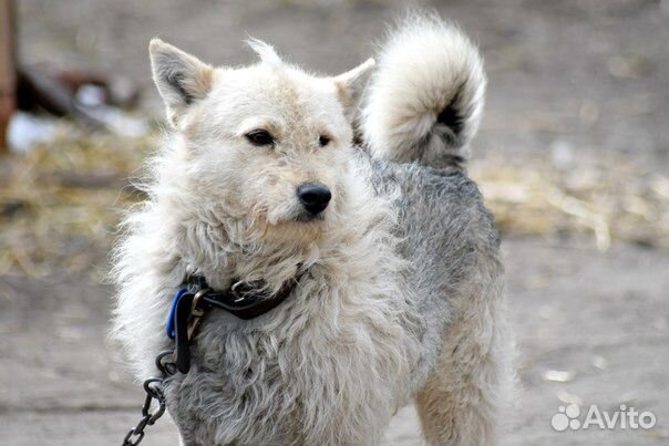 Кучерявый песик Фред