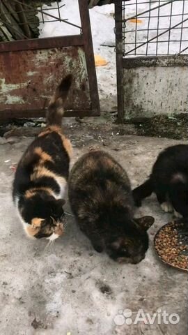 Отдам трехцветную и черепаховую кошечку