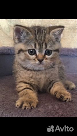 Кошечка тигренок :)