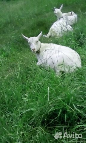 Продаются козочки