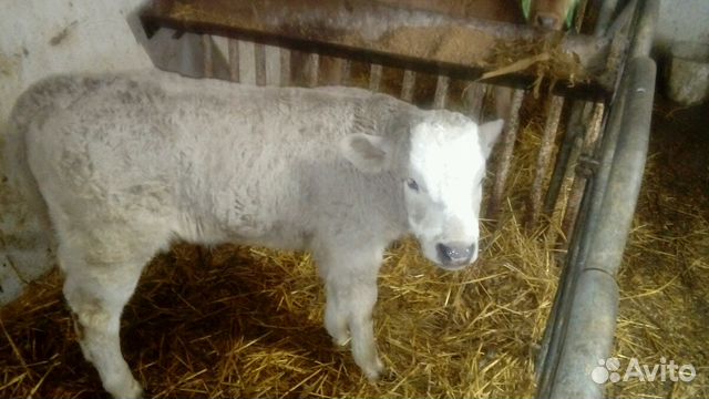 Теленок от быка Шароле