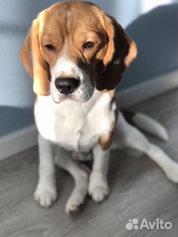 Отдам Бигля в добрые руки