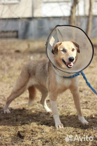 Храбрая собака с шикарной улыбкой ищет дом