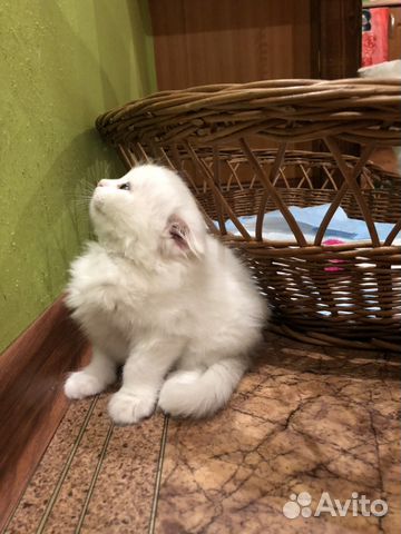 Вислоухий котёнок