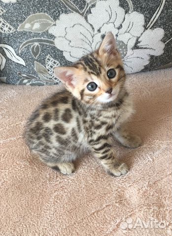 Бенгальская