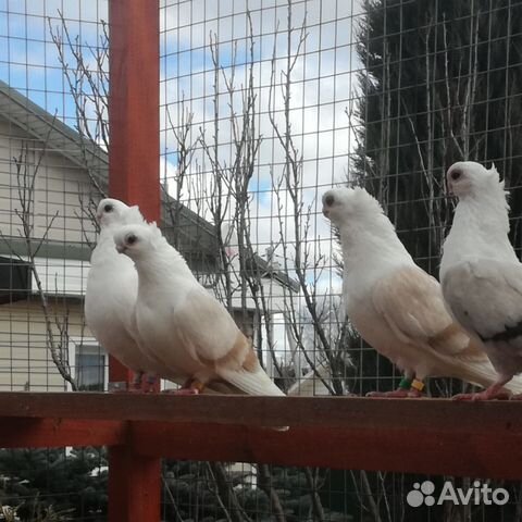 Продам голубей