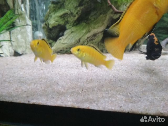 Цихлиды озера Малави (Африка)