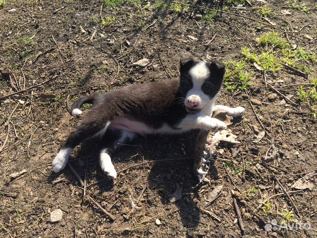 Русско-европейские лайчата