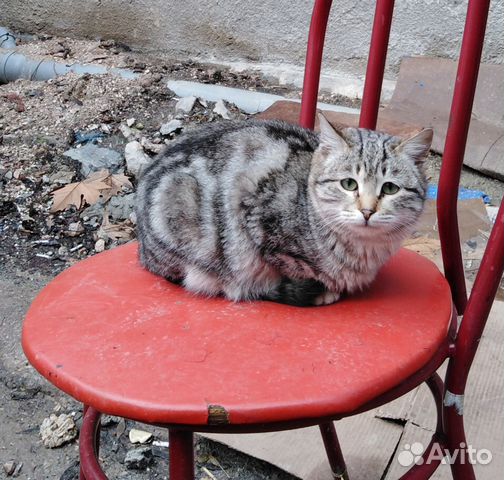 Кошечка с грустными глазками ищет дом