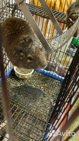 Дегу парочка