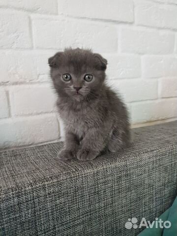 Шотландский вислоухий плюшевый котенок