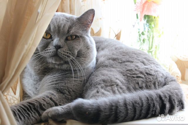 Чистопородный британский кот на вязку