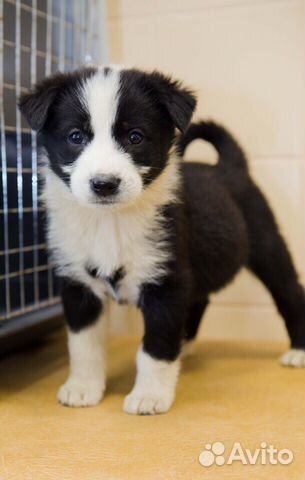 Щенки карапузы в добрые руки