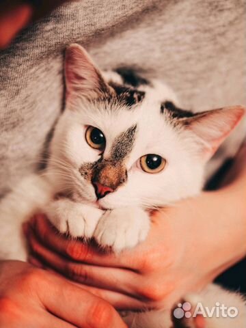 Кошечка Мелисса очень ищет Дом