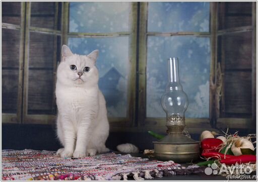 Кот на вязку