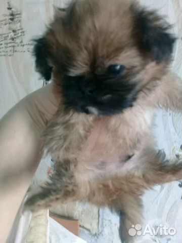 Продаю щенков порода пикинес