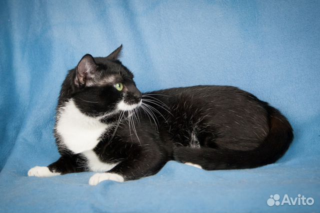 Супер кот Ерофей в хорошие руки