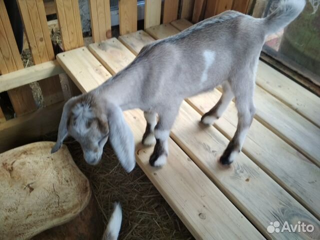 Нубийские козлики