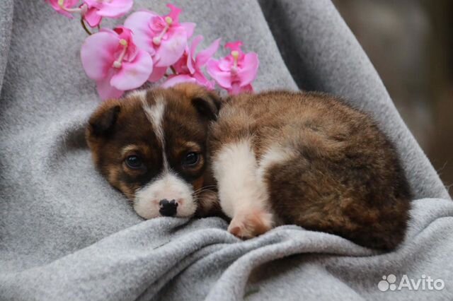 В добрые руки