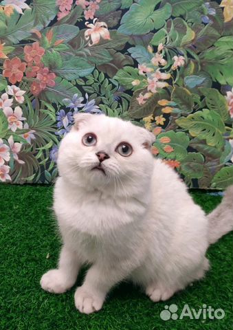 Шотландский котик