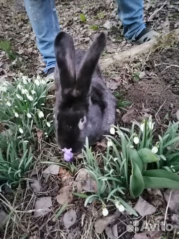 Кроль великан продам
