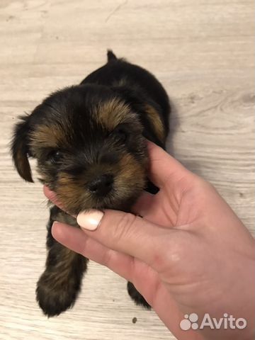 Йоркширский терьер