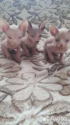 Котята сфинкс