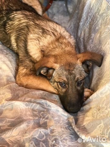 Мальчик фред ищет дом