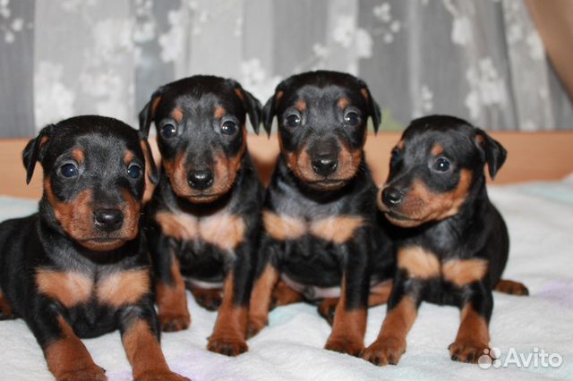 Щенки Цвергпинчера