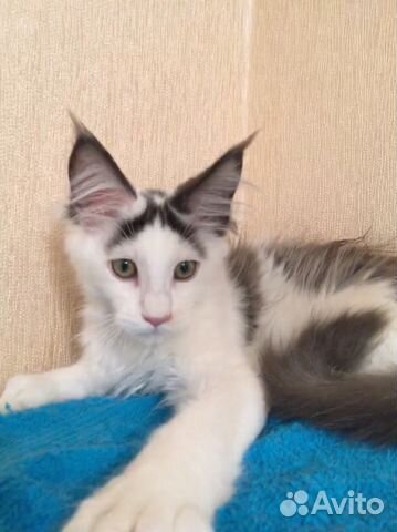 Мейн-кун эксклюзивного окраса