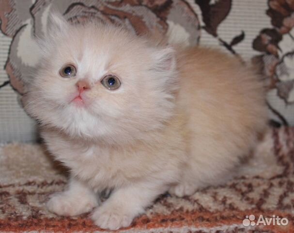 Персидские котята