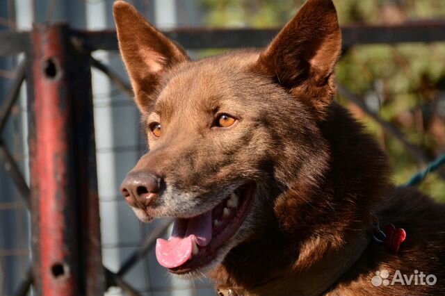 В хорошие руки пес Каштан