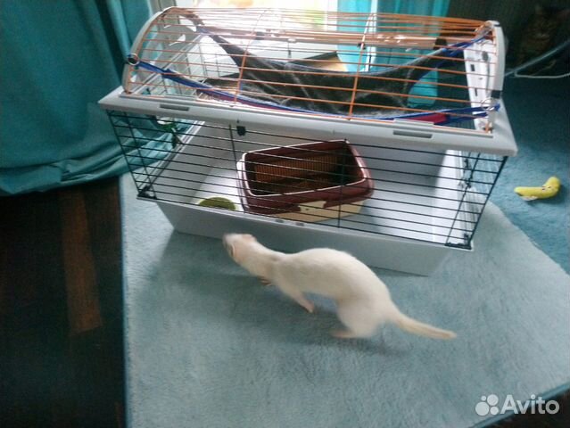 Хорек белый, мальчик 3 года с клеткой