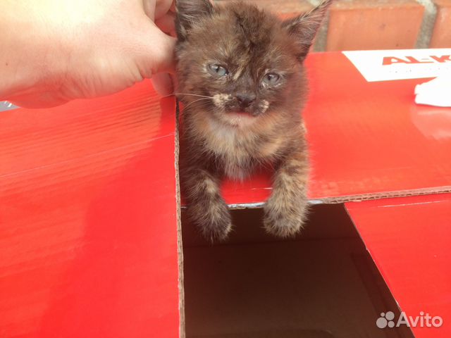 Котёнок смесь британца и обычного