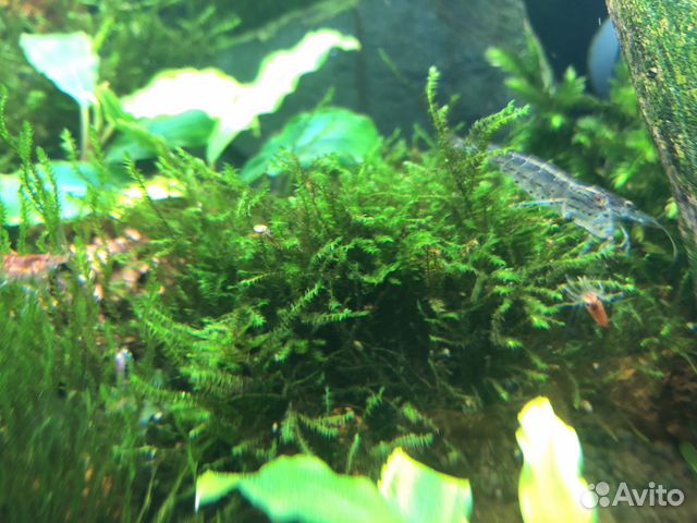 Аквариумные мхи / мох для креветочника и мшарника