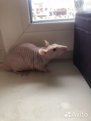 Крыса сфинкс