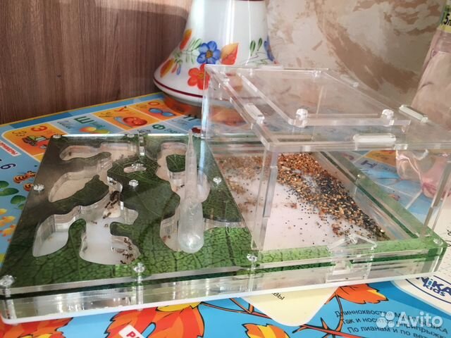 Муравьевой домик с муравьями