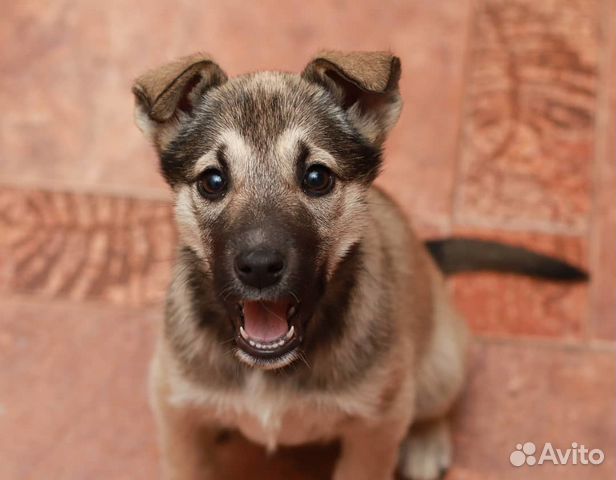 Щенок девочка в добрые руки