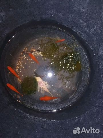 Отдам рыбок