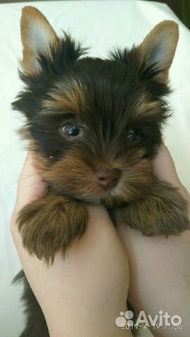 Мини йорк шоколадный