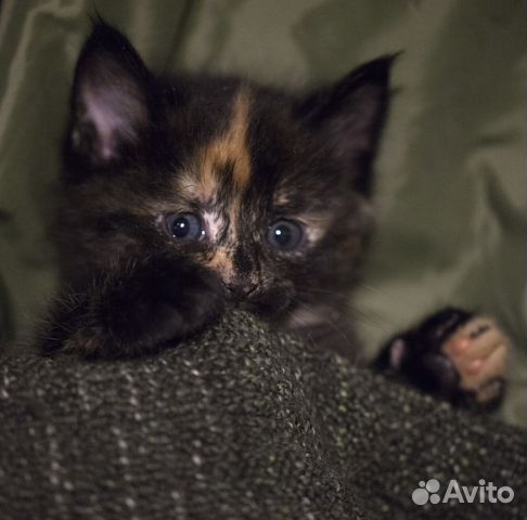Котята-чертята