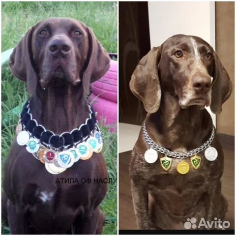 Ожидаются щенки курцхаара