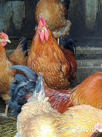 Цыплята домашние
