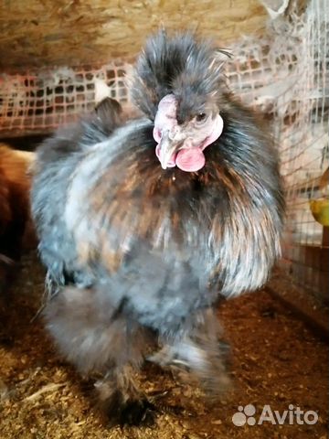 Петухи Китайские, Кучинские